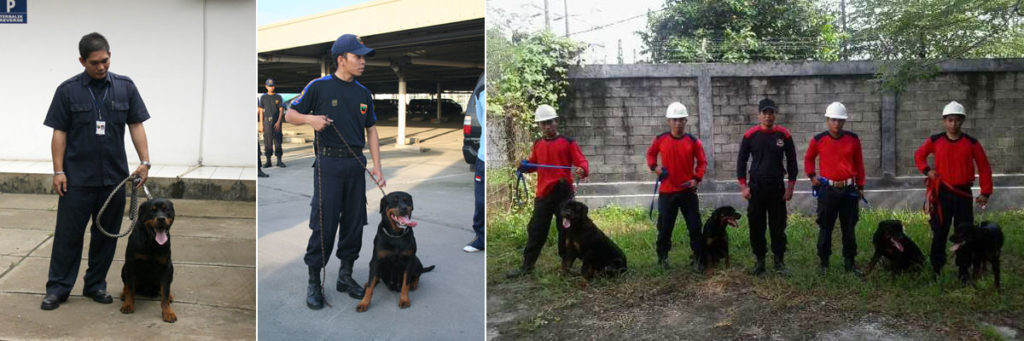 K9 Security and Dog Service | Sentinel Security